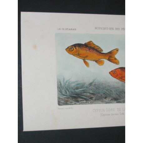 Poissons,Cyprin doré de la Chine