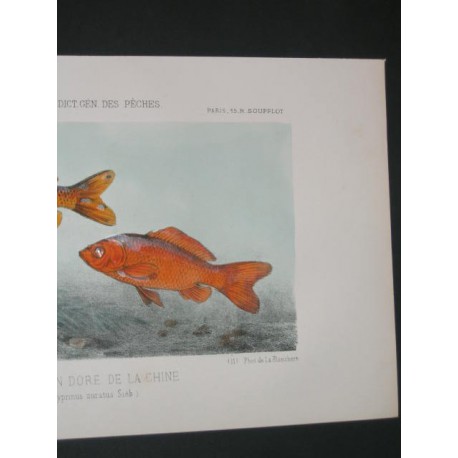 Poissons,Cyprin doré de la Chine