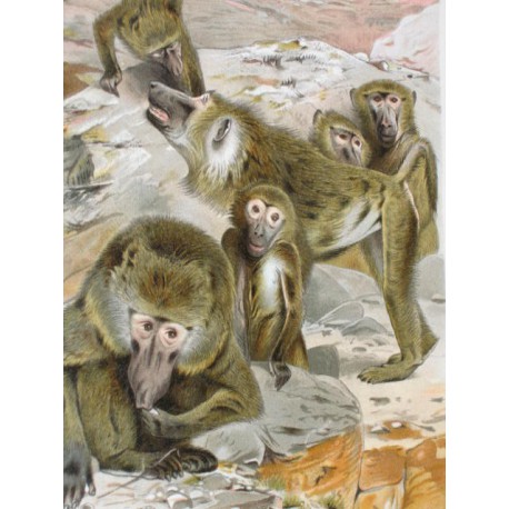Histoire naturelle,Singe