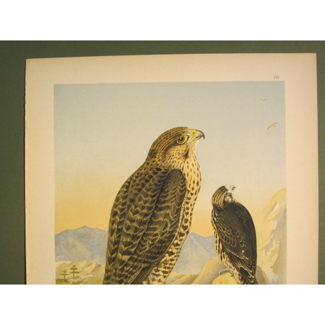 Oiseaux birds Sea chromo deco