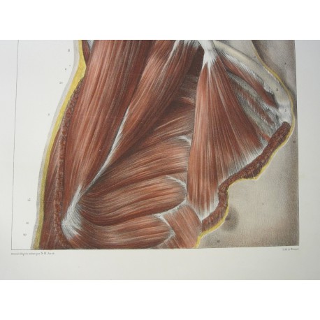 Planche d'anatomie 1850 environ